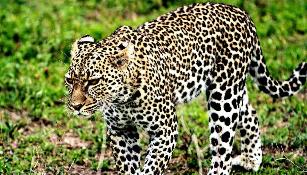 4 Leopards Intruded Saidpur Village in Islamabad